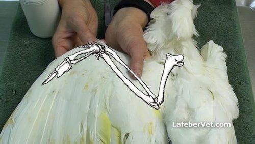 Intraosseous Catheter Placement in the Bird - LafeberVet