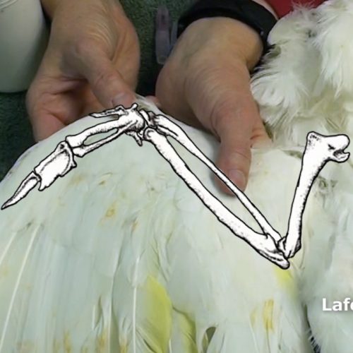 LafeberVet: for exotic animal veterinary medicine professionals