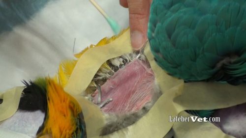 Intravenous Catheter Placement in the Bird - LafeberVet