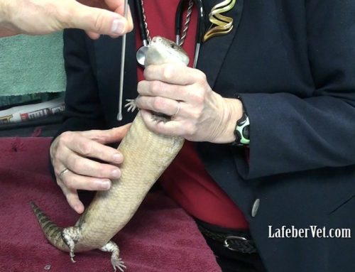 Nutritional Support in Reptiles - LafeberVet
