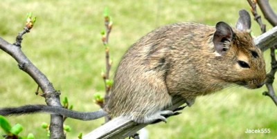 Fiche sur l’Octodon - LafeberVet