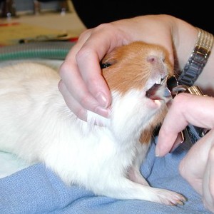 Physical Examination of Small Exotic Mammals - LafeberVet
