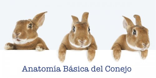 Presentación: Anatomía Básica del Conejo - LafeberVet