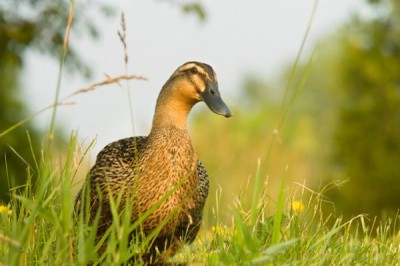 Aves Acuáticas Comúnmente Vistas en la Práctica Clínica - LafeberVet