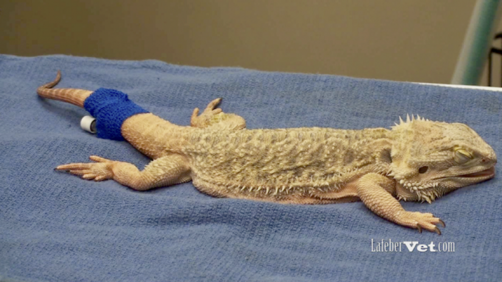 How To Draw Blood On Bearded Dragon