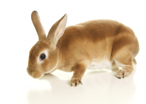Diaporama les différentes races de lapin | LafeberVet
