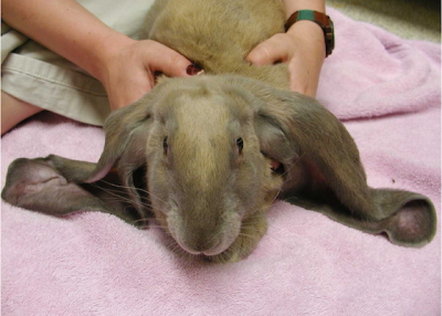 Rabbit Breed Basics Slideshow - LafeberVet