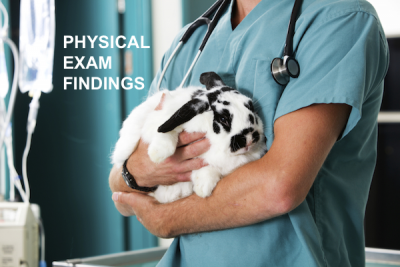 Case Challenge: A 5-Year-Old Rabbit With Anorexia and Lethargy - LafeberVet
