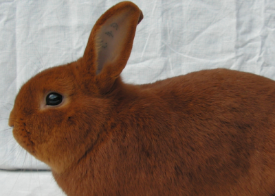 Rabbit Breed Basics Slideshow - LafeberVet