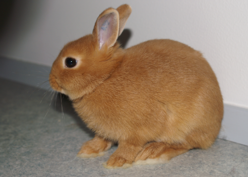 Diaporama les différentes races de lapin - LafeberVet