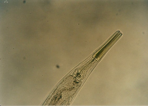 Bearded Dragon Infectious Disease Slideshow - LafeberVet