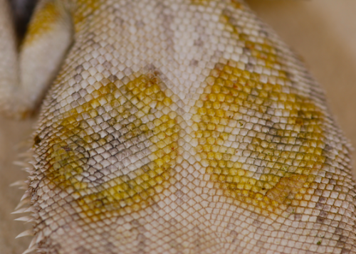 Bearded Dragon Infectious Disease Slideshow - LafeberVet
