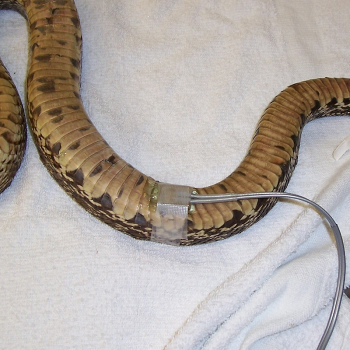Monitoring Vital Signs in Exotic Animal Species - LafeberVet