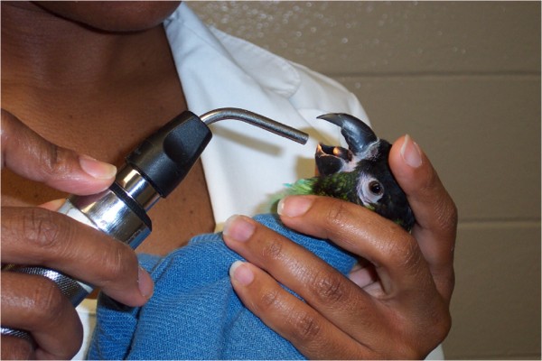 Cursory Examination of the Bird - LafeberVet
