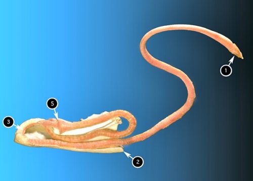 Waterfowl Anatomy & Physiology Basics - LafeberVet