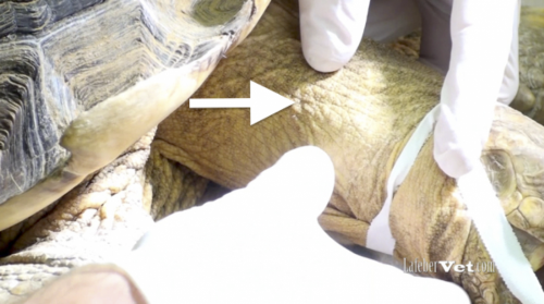 General Principles of Reptile Venipuncture - LafeberVet