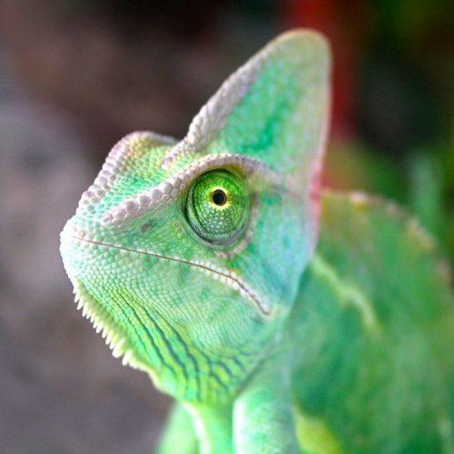 LafeberVet: for exotic animal veterinary medicine professionals