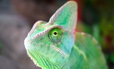 Basic Information Sheet: Veiled Chameleon - LafeberVet