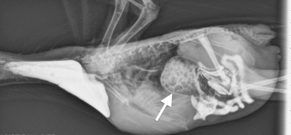 Avian Bornavirus and Proventricular Dilatation Disease: Facts ...