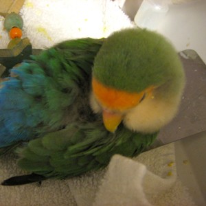 Avian Chlamydiosis - LafeberVet