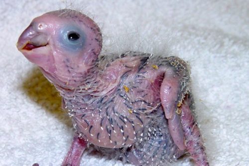 Avian Anatomy and Physiology Basics - LafeberVet