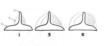 Body Condition Scoring in Birds - LafeberVet