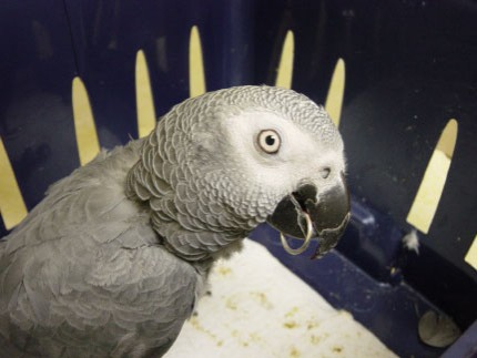 Trauma in Avian Patients - LafeberVet