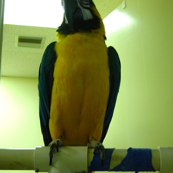 Body Condition Scoring in Birds - LafeberVet