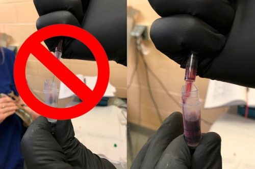 General Principles of Reptile Venipuncture - LafeberVet