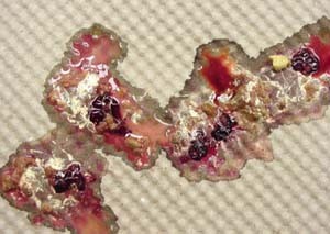 Diarrhea in the Avian Patient | LafeberVet