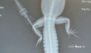 Catheters in Reptiles - LafeberVet