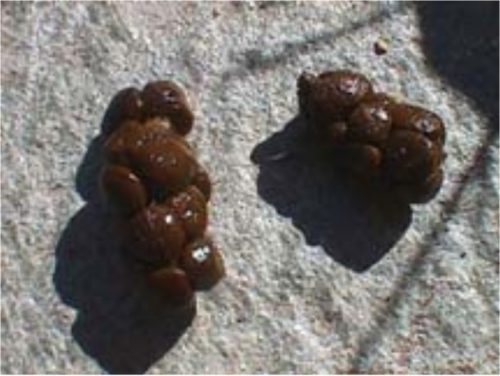 How to Feed the Small Herbivore Gastrointestinal Tract - LafeberVet