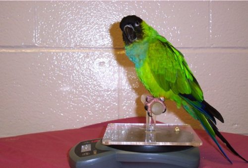 Physical Examination of the Avian Patient - LafeberVet