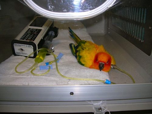 Exotic ICU: Nursing Care For the Avian Patient - LafeberVet