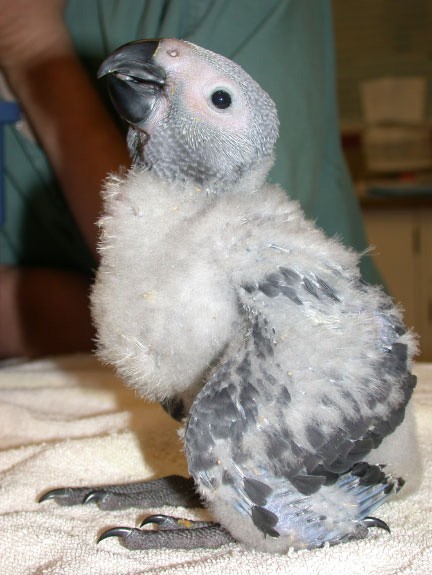 Crop Stasis in Birds | LafeberVet