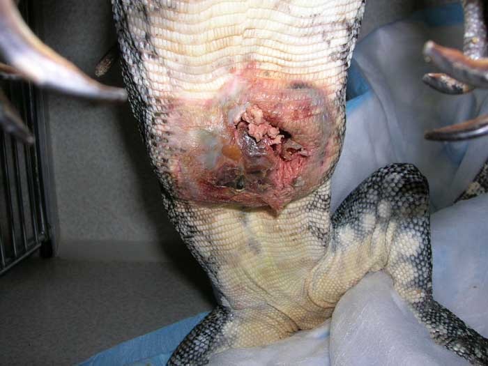 Presenting problem: Burns in Snakes and Lizards - LafeberVet