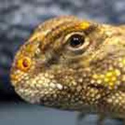 Feeding Insect-Eating Reptiles - LafeberVet
