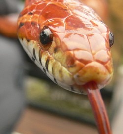 Feeding Snakes - LafeberVet