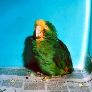 Physical Examination of the Avian Patient - LafeberVet