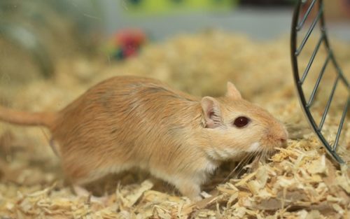 Basic Information Sheet: Gerbil - LafeberVet