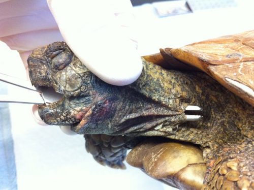 A Guide to Esophagostomy Tube Placement in Chelonians - LafeberVet