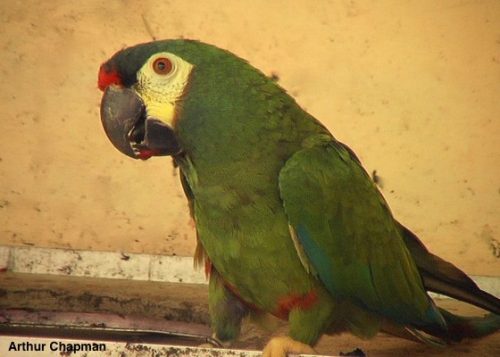 Macaw ID Slideshow: Photos & Fast Facts - LafeberVet