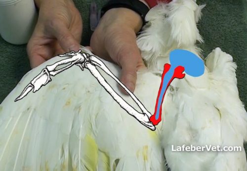 Intraosseous Catheter Placement in the Bird - LafeberVet