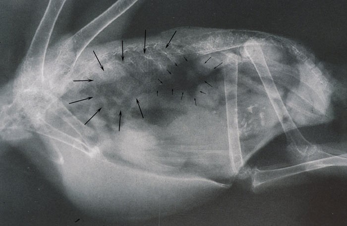Radiology in Birds: Imaging the Possibilities - LafeberVet
