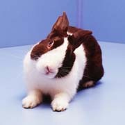 Litter Training the House Rabbit - LafeberVet