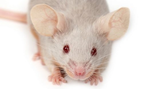 Basic Information Sheet: Mouse - LafeberVet