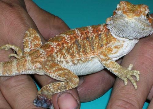 Presenting problem: Burns in Snakes and Lizards - LafeberVet