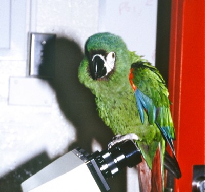 Basic Cytology of the Avian Gastrointestinal Tract - LafeberVet