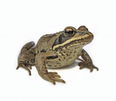 Assessing the Sick Frog or Toad | LafeberVet