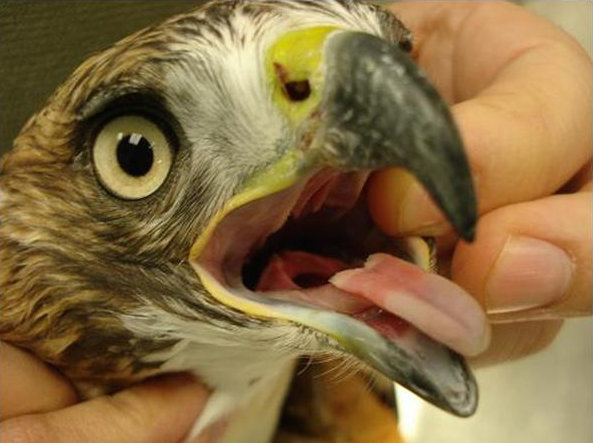 Anatomía y Fisiología del Sistema Gastrointestinal de las Aves Rapaces ...